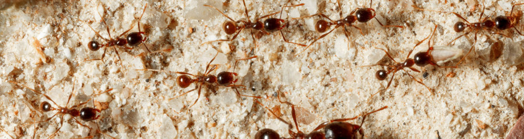 How to Get Rid of Your Ant Problems