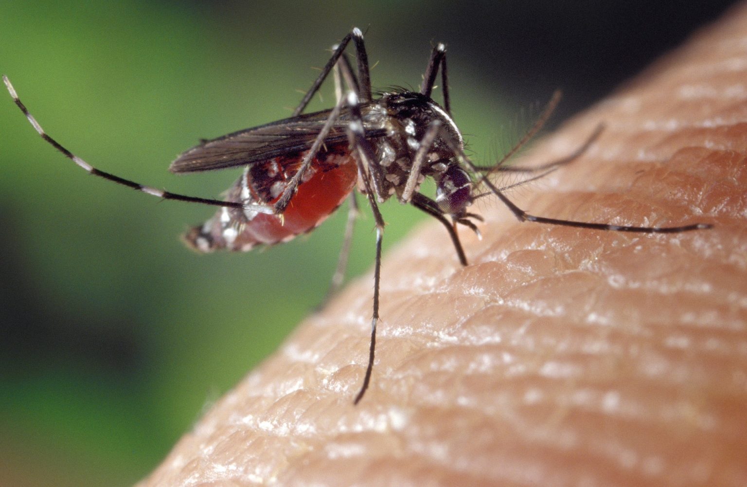 Mosquito-Proof Your Yard: Tips for Virginia's Mosquito Season