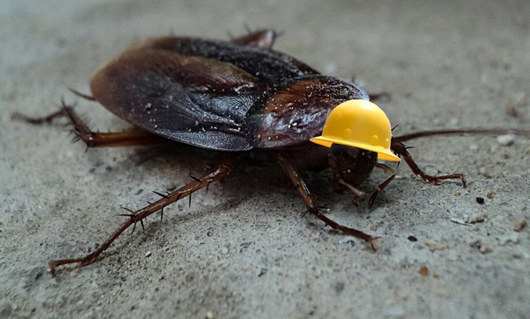 How to Spot a Cockroach Infestation in Your Home